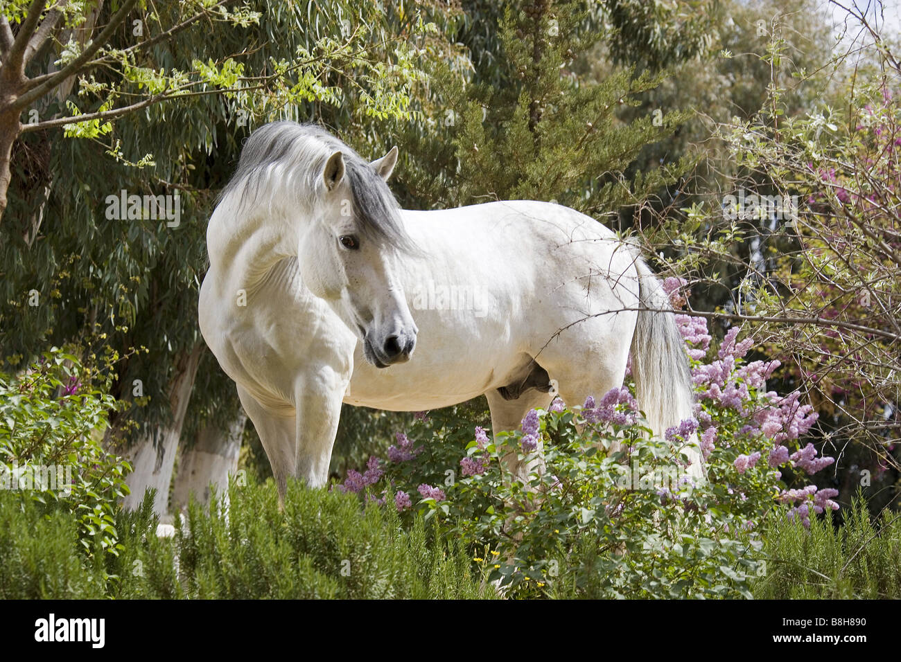 Barb horse - standing Stock Photo - Alamy