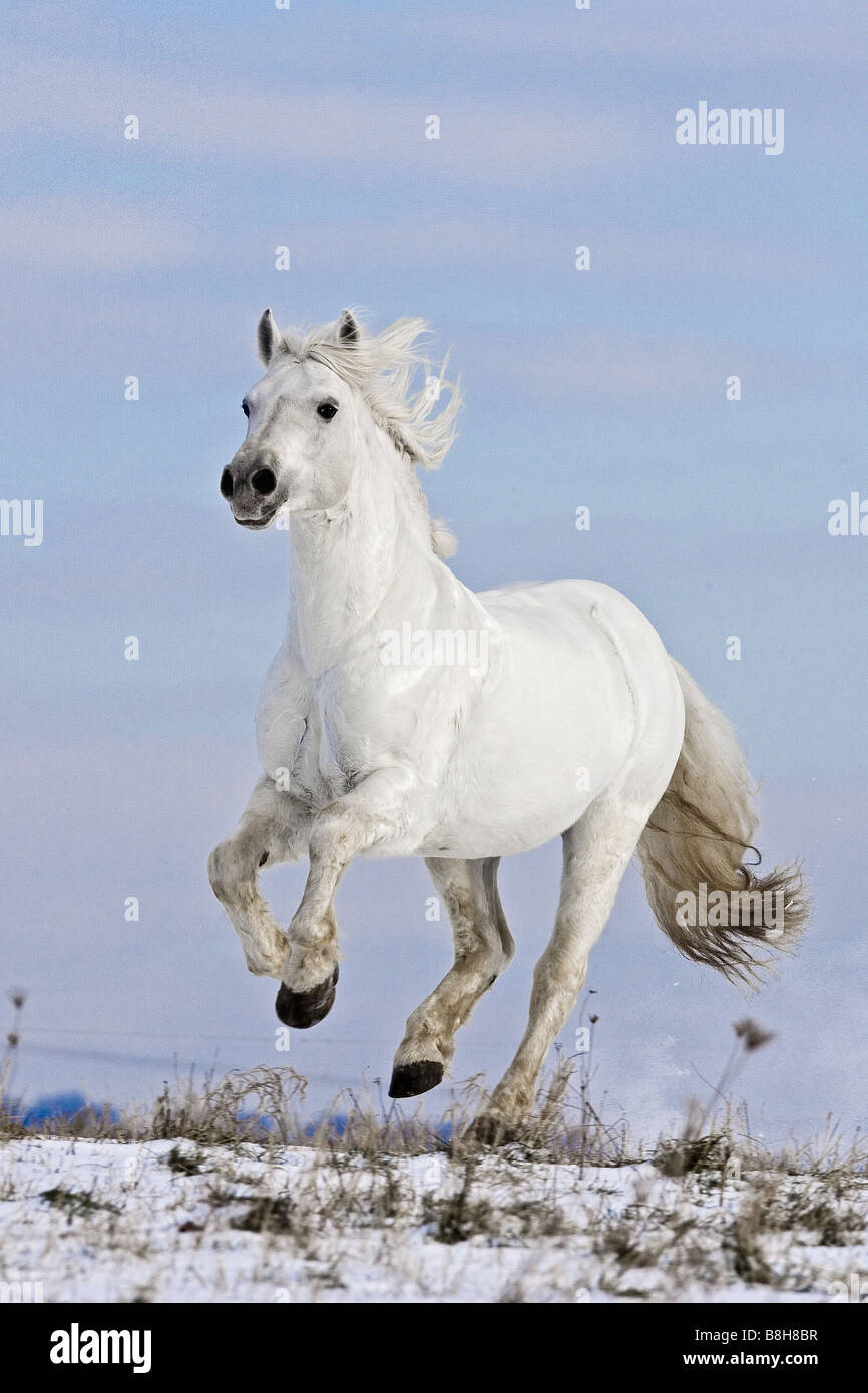 Connemara horse hi-res stock photography and images - Alamy