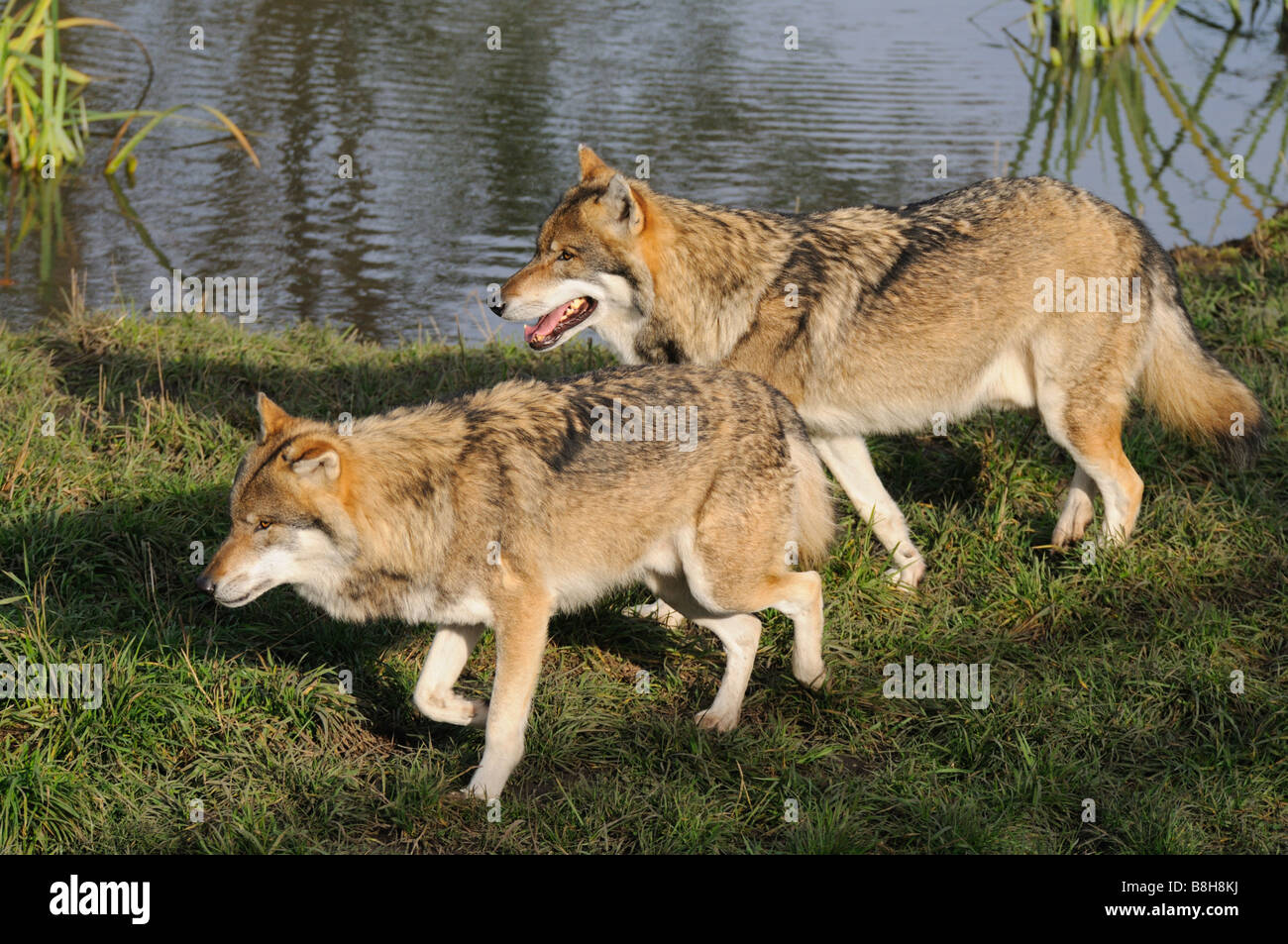 two gray wolves at the shore / Canis lupus Stock Photo - Alamy