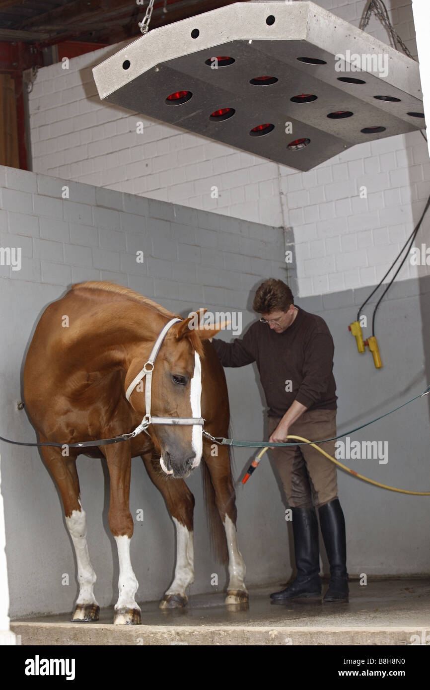 man washing horse Stock Photo - Alamy