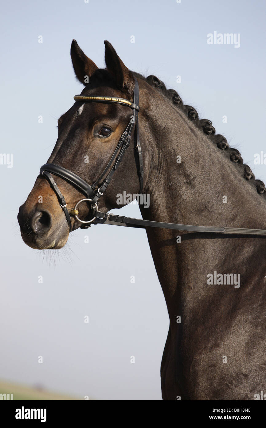 Württemberger horse - portrait Stock Photo - Alamy
