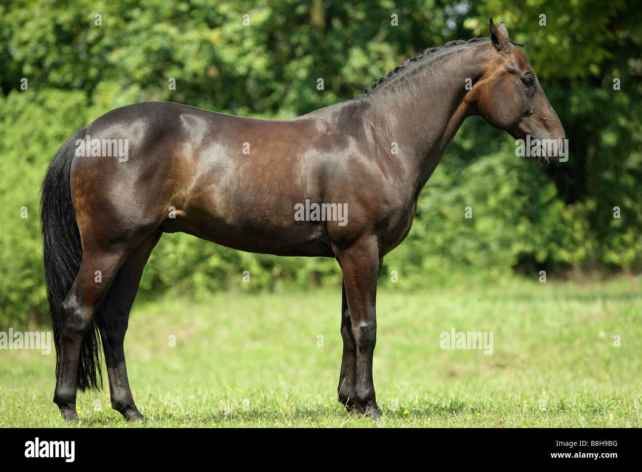 Budyonny - standing on meadow Stock Photo - Alamy