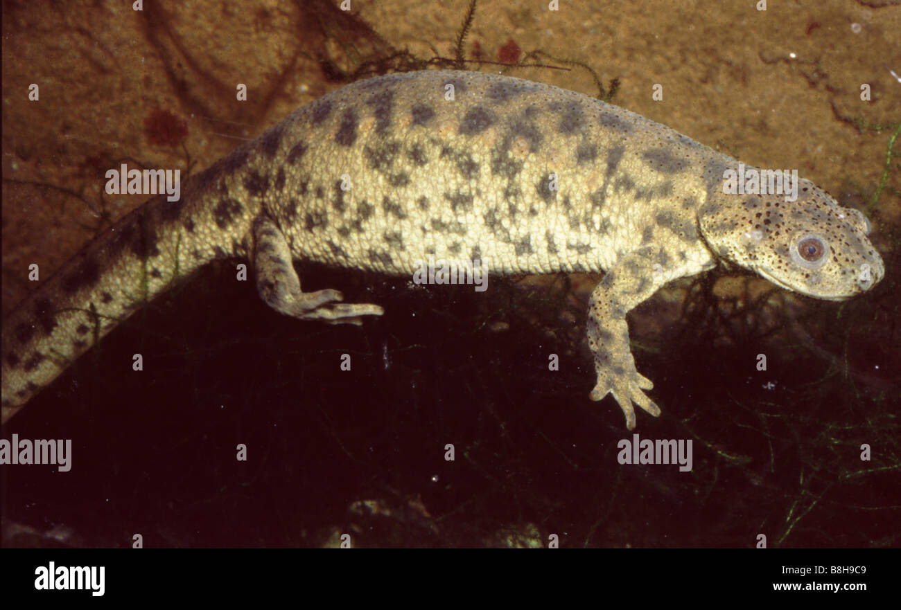 Pleurodeles walts, Spanish ribbed newt Stock Photo - Alamy