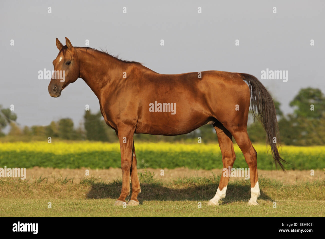 Russian don hi-res stock photography and images - Alamy