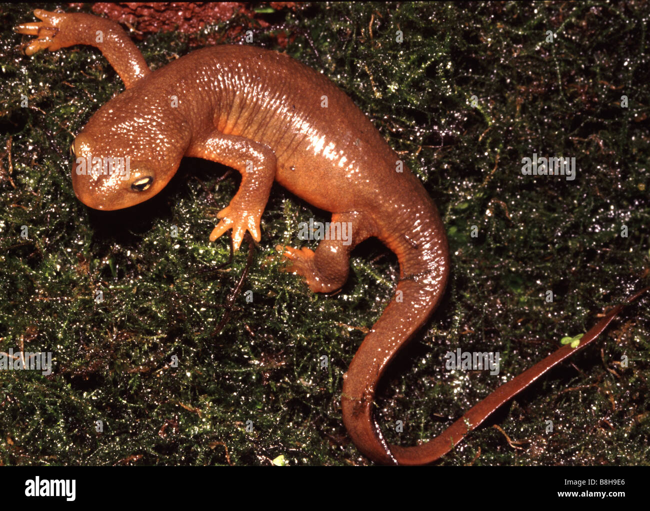 Caudata urodela hi-res stock photography and images - Alamy