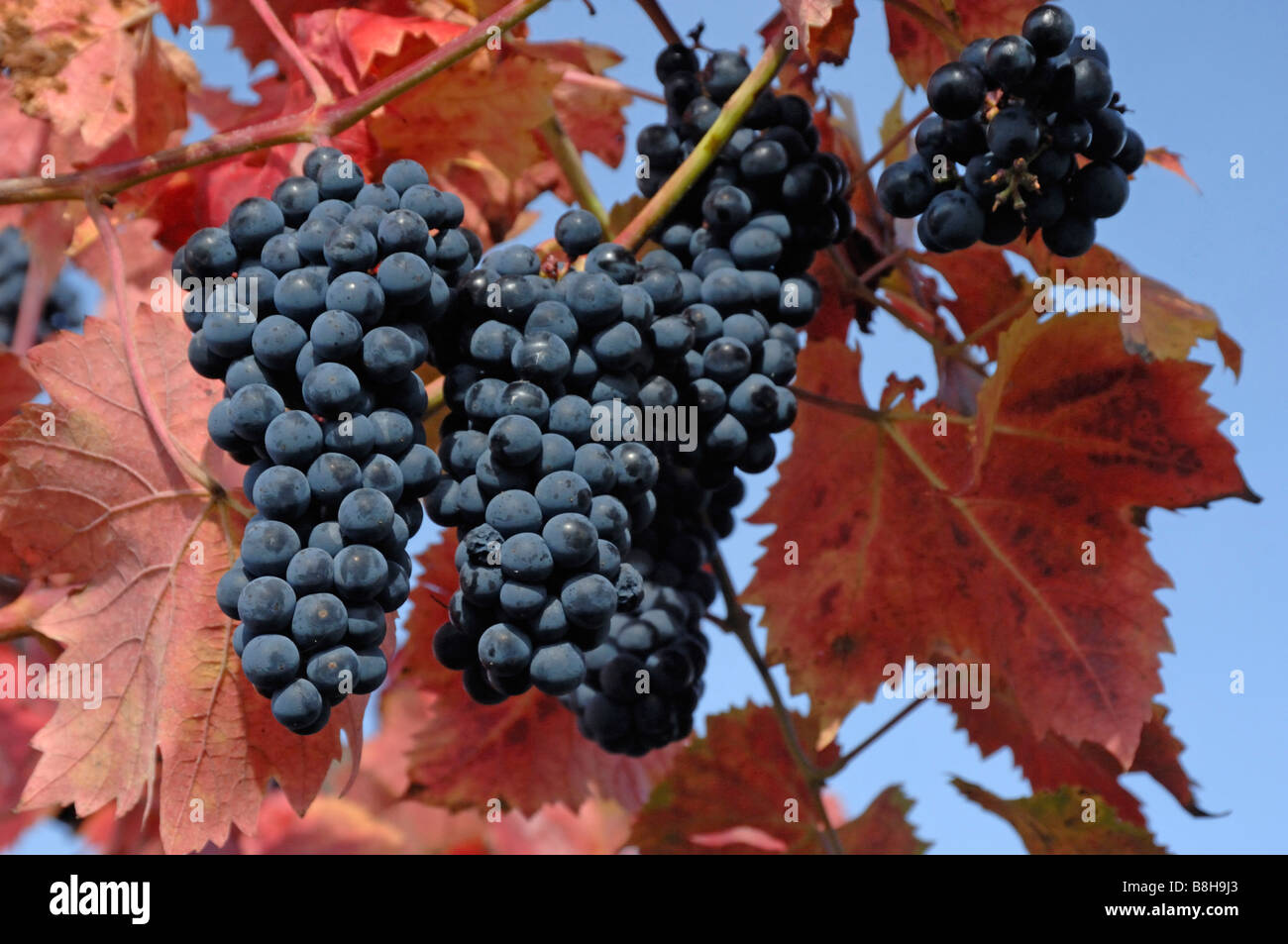 Grape Vine (Vitis vinifera), variety: Muscat bleu. Bunch of ripe grapes ...