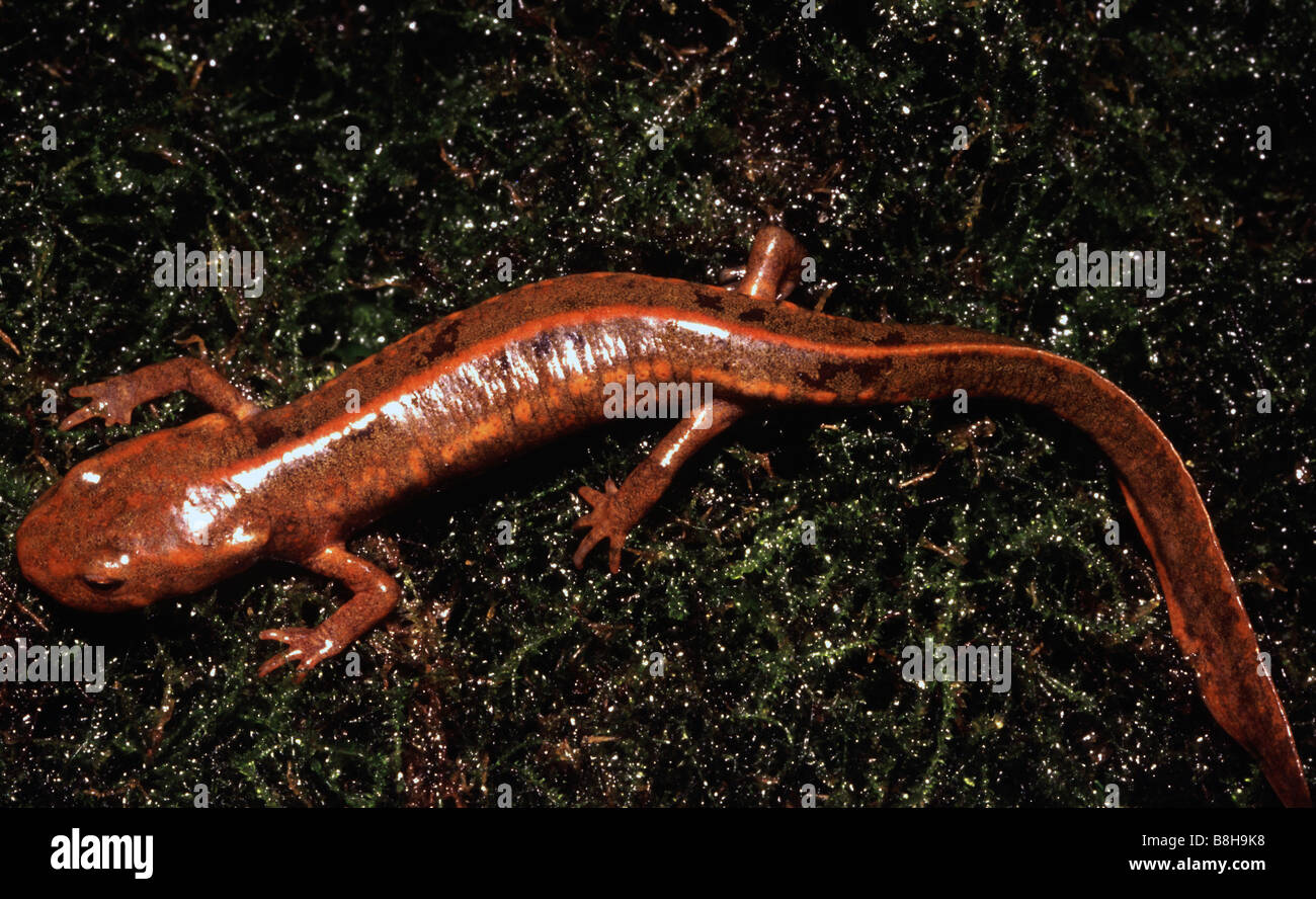 Pachytriton labiatus, Paddle tail newt Stock Photo - Alamy