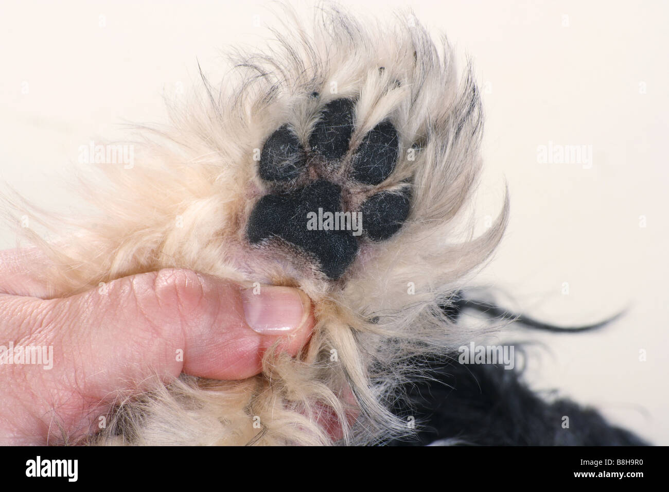 Havanese dog - paw Stock Photo - Alamy