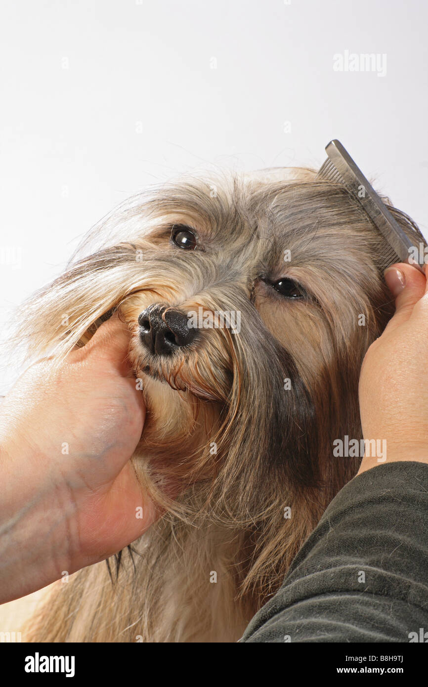 Hand combed hi-res stock photography and images - Alamy