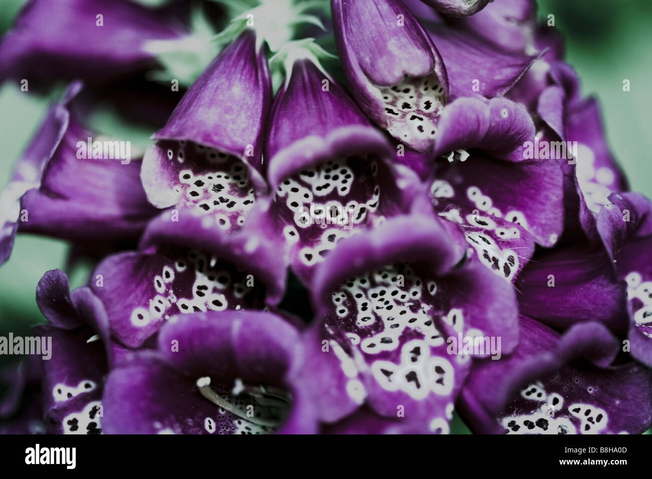 Common Name Foxglove Latin Name Digitalis Stock Photo Alamy common-name-foxglove-latin-name-digitalis-stock-photo-alamy