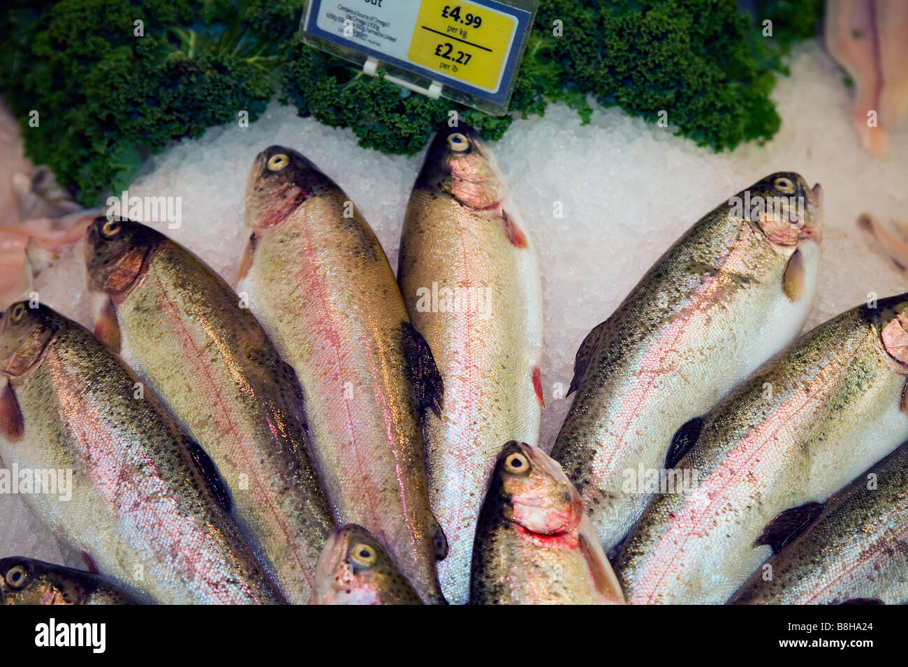 Supermarket Wet Fish Display Stock Photo - Alamy