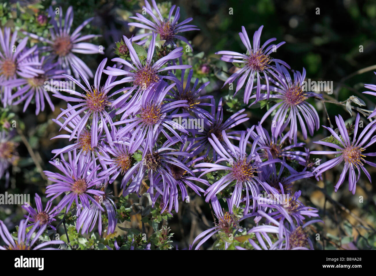 Western Silver Aster, Silky Aster (Symphyotrichum sericeum), flowers ...