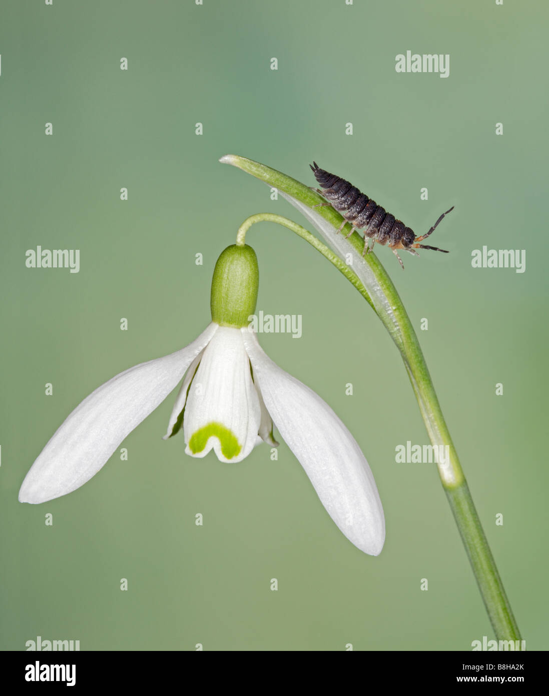 Common Woodlouse Oniscus asellus on Common Snowdrop Galanthus rivalis ...
