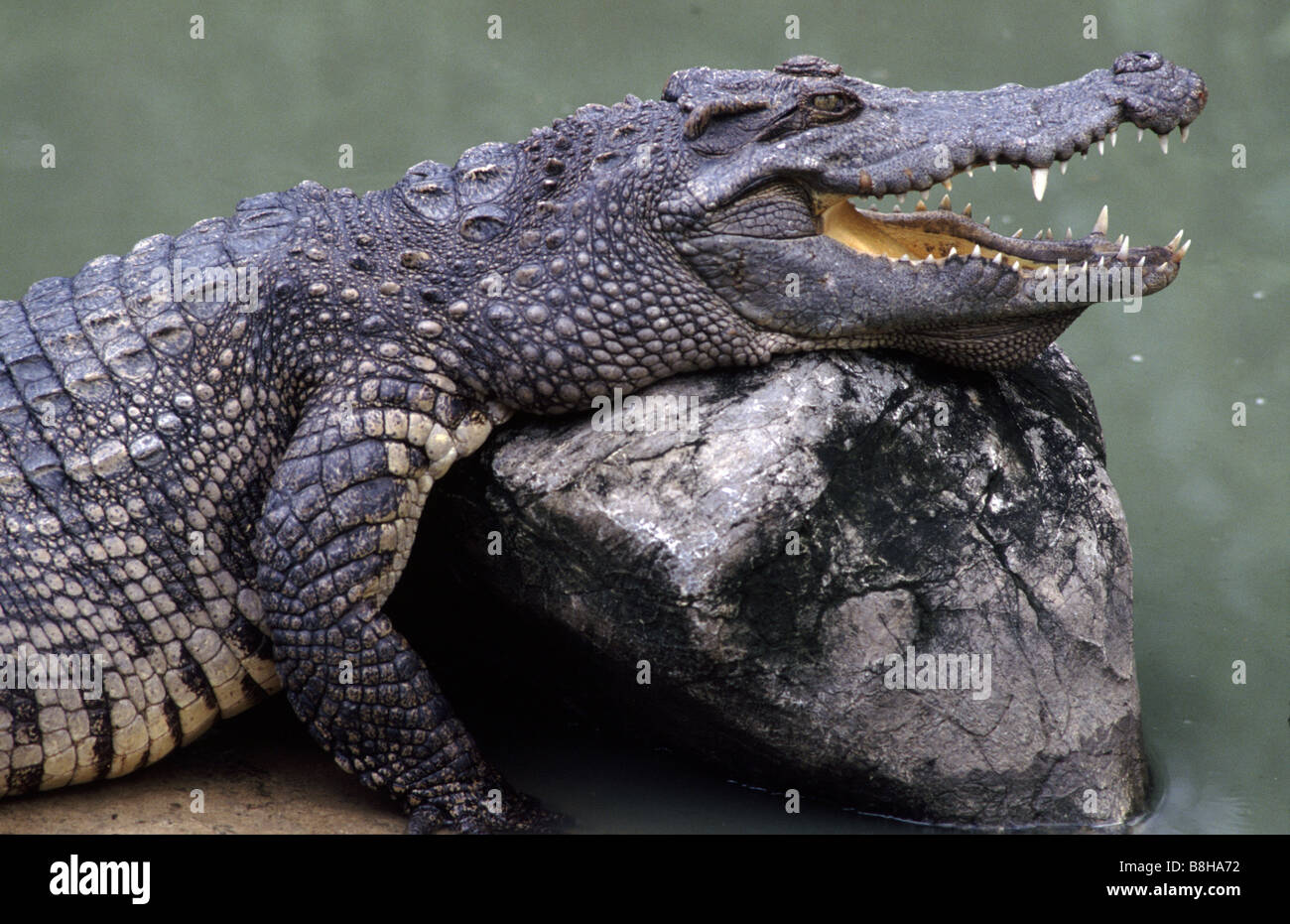 Crocodylus siamensis, Siamese crocodile Stock Photo - Alamy