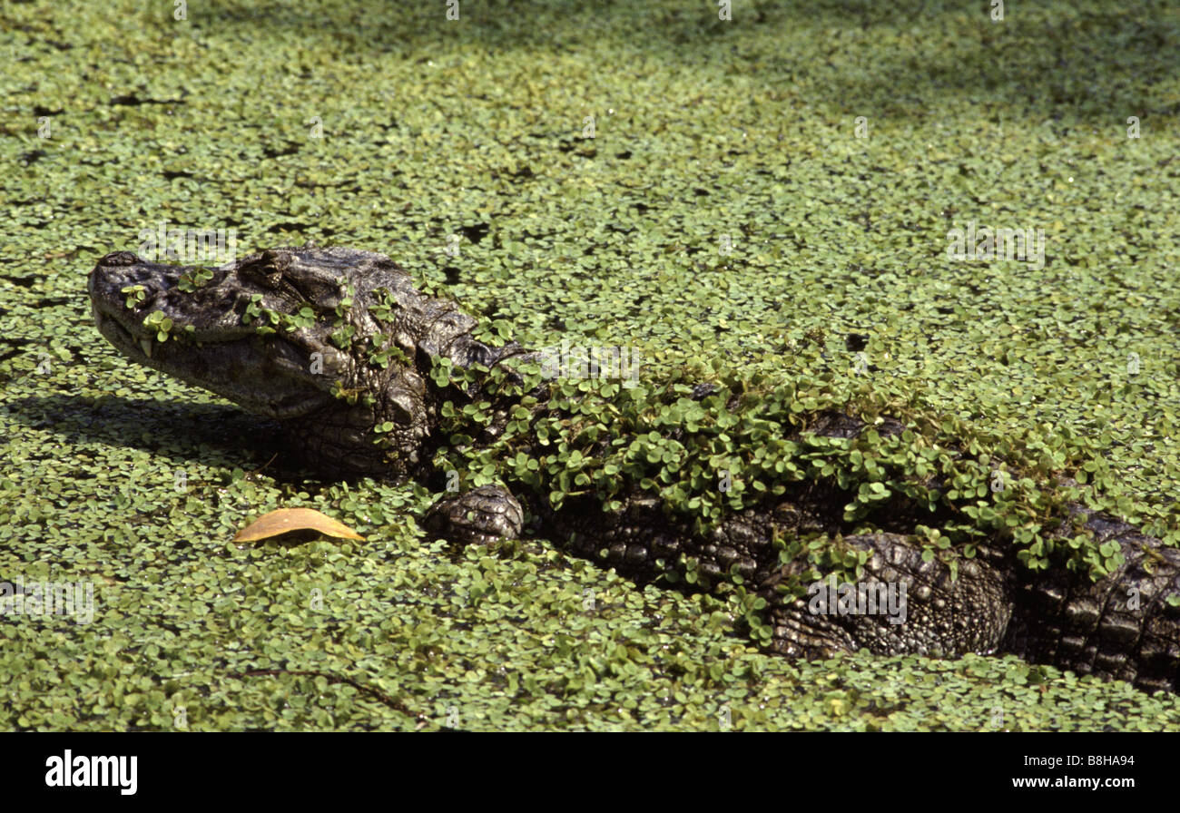 Caiman latirostris, Jacare or Broad-snouted spectacled caiman Stock ...