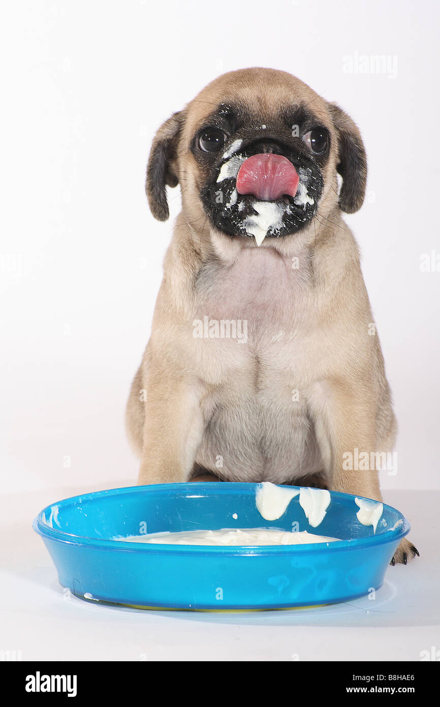 pug dog - puppy licking its muzzle Stock Photo - Alamy