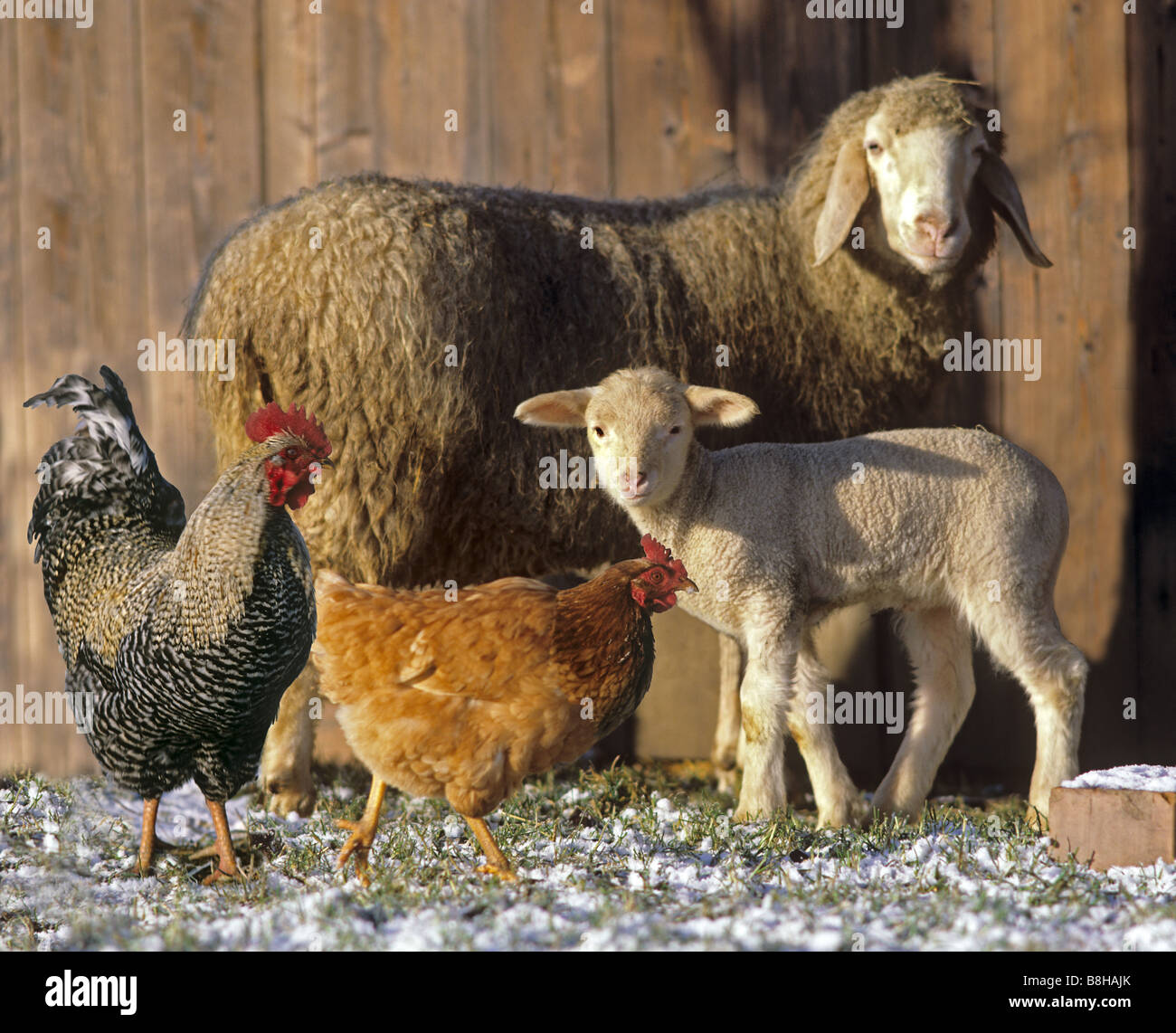 sheep with lamb and two chickens Stock Photo - Alamy