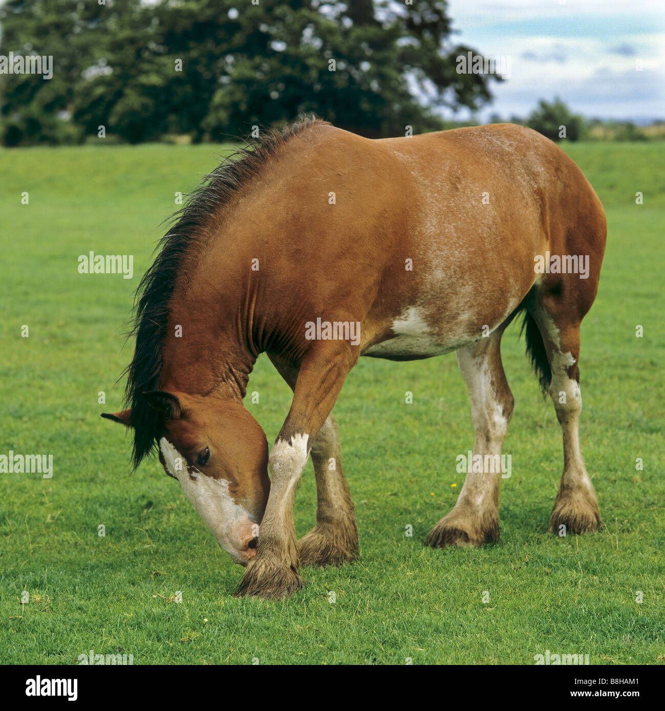 Horse scratching hi-res stock photography and images - Alamy