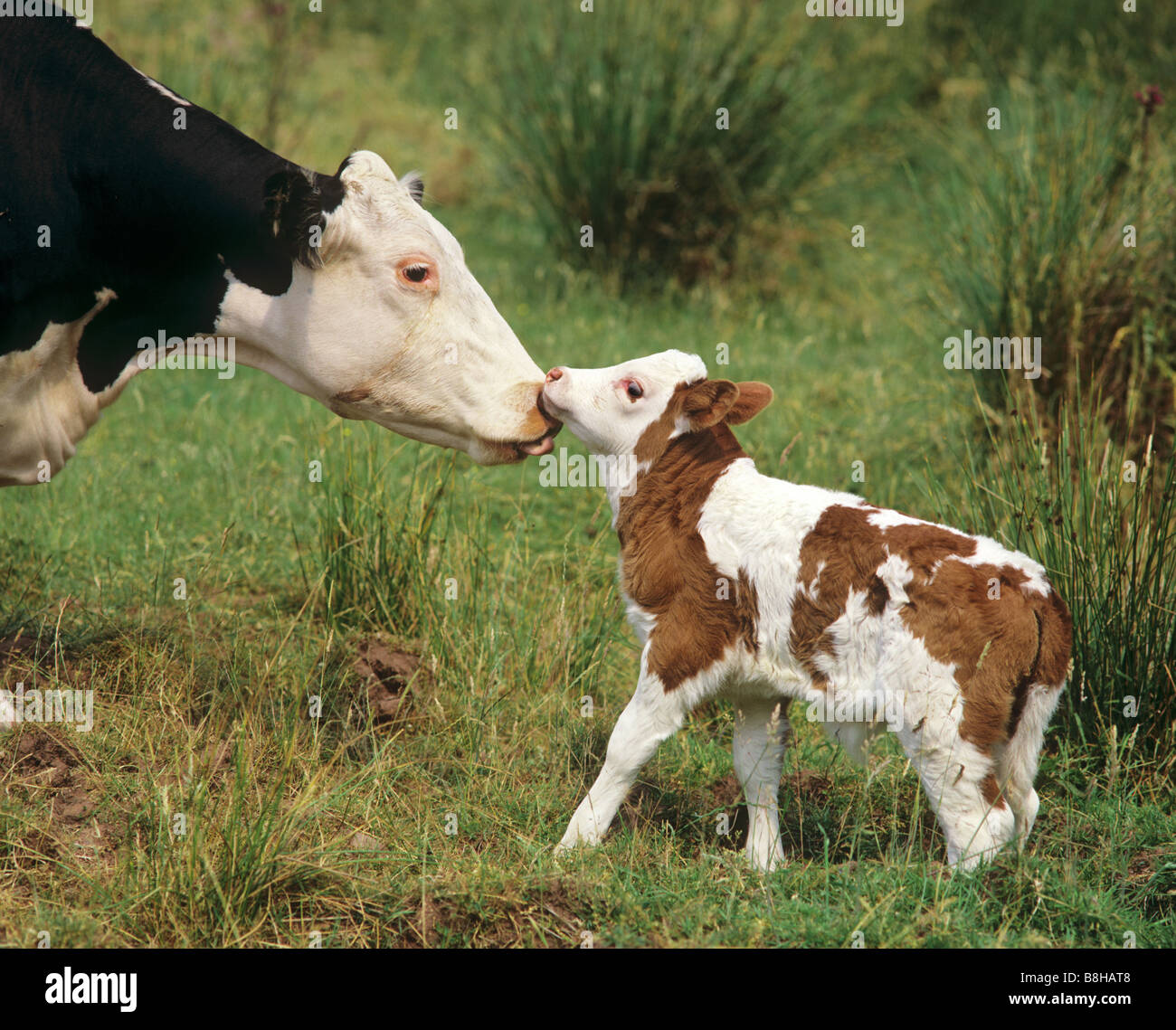 cow and calf on meadow Stock Photo - Alamy