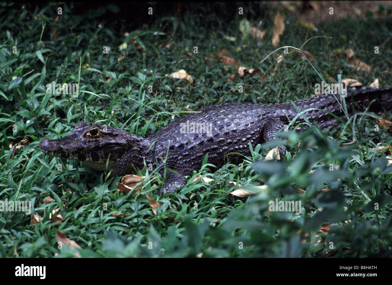 Melanosuchus niger amazon hi-res stock photography and images - Alamy