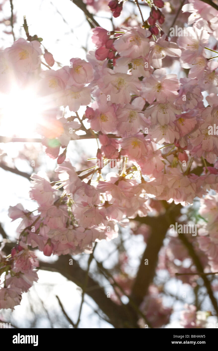 Cherry blossom in spring Stock Photo - Alamy