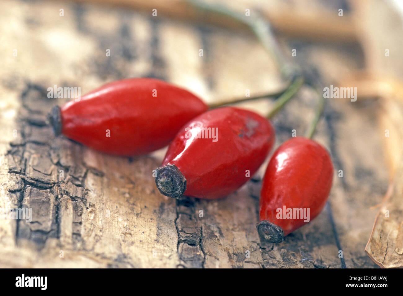 Dog Rose, Common Briar Rose (Rosa canina), rose hips, studio picture ...