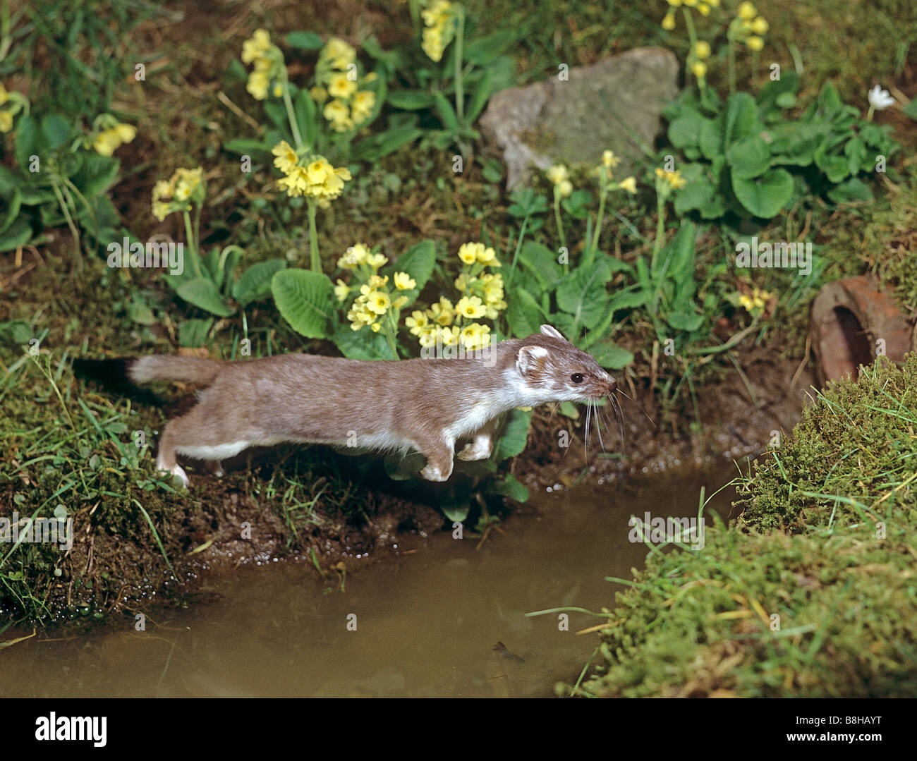 Stoat Jumping