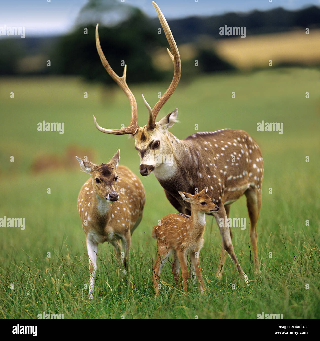 chital - male, female and cub / Axis axis Stock Photo - Alamy