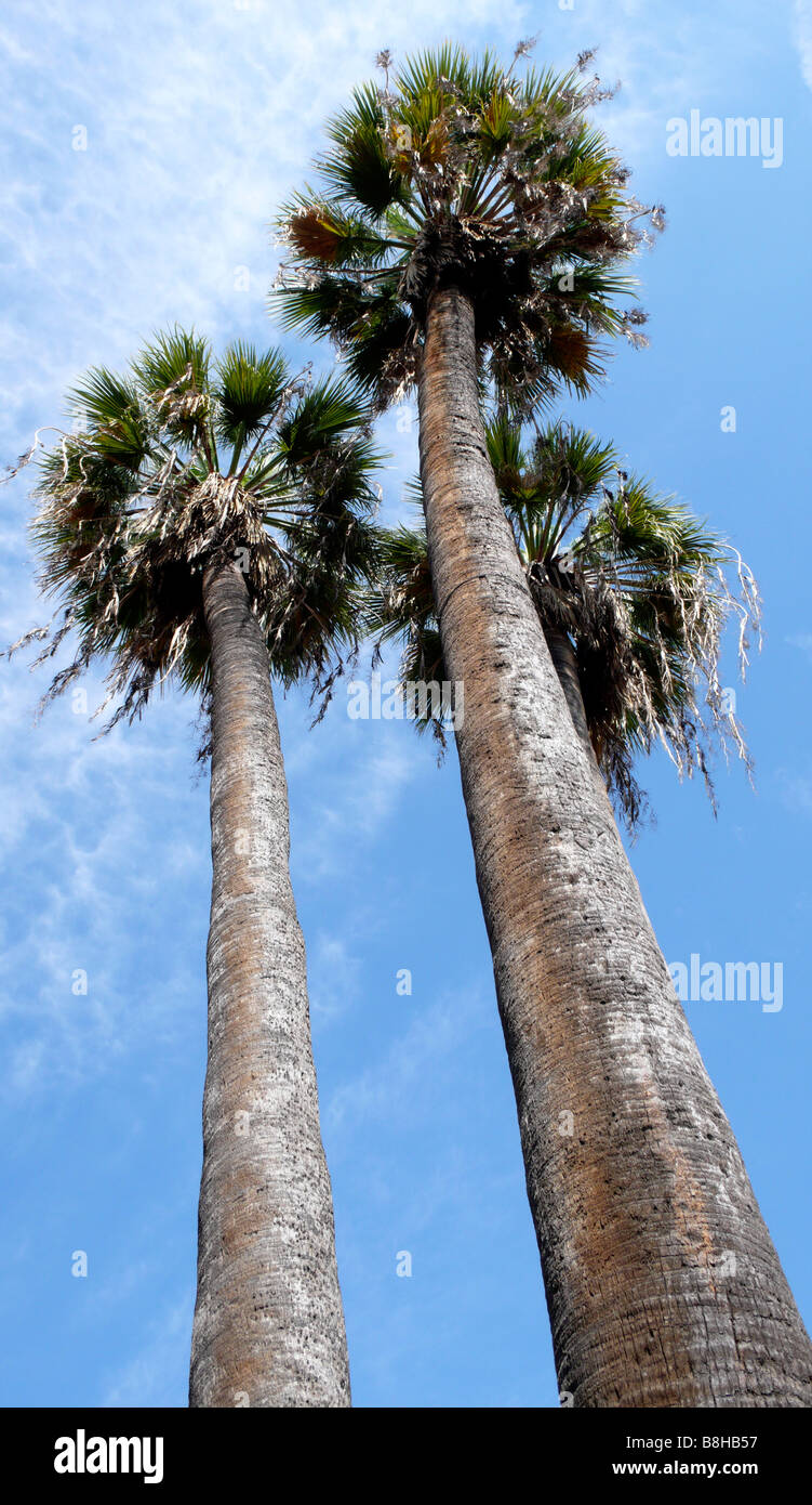 Three Palm Trees in Seville Stock Photo - Alamy