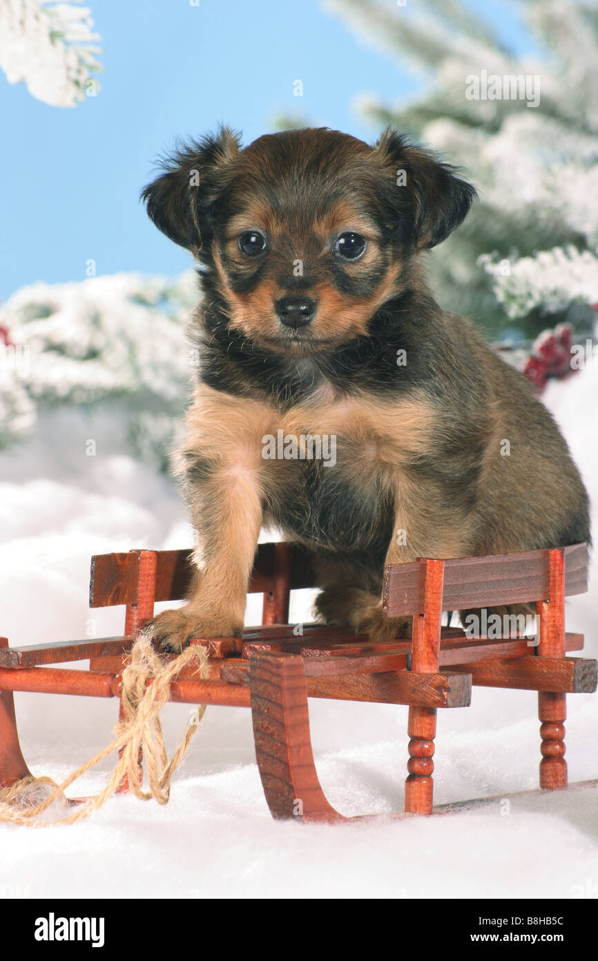 Russian Dog Puppies