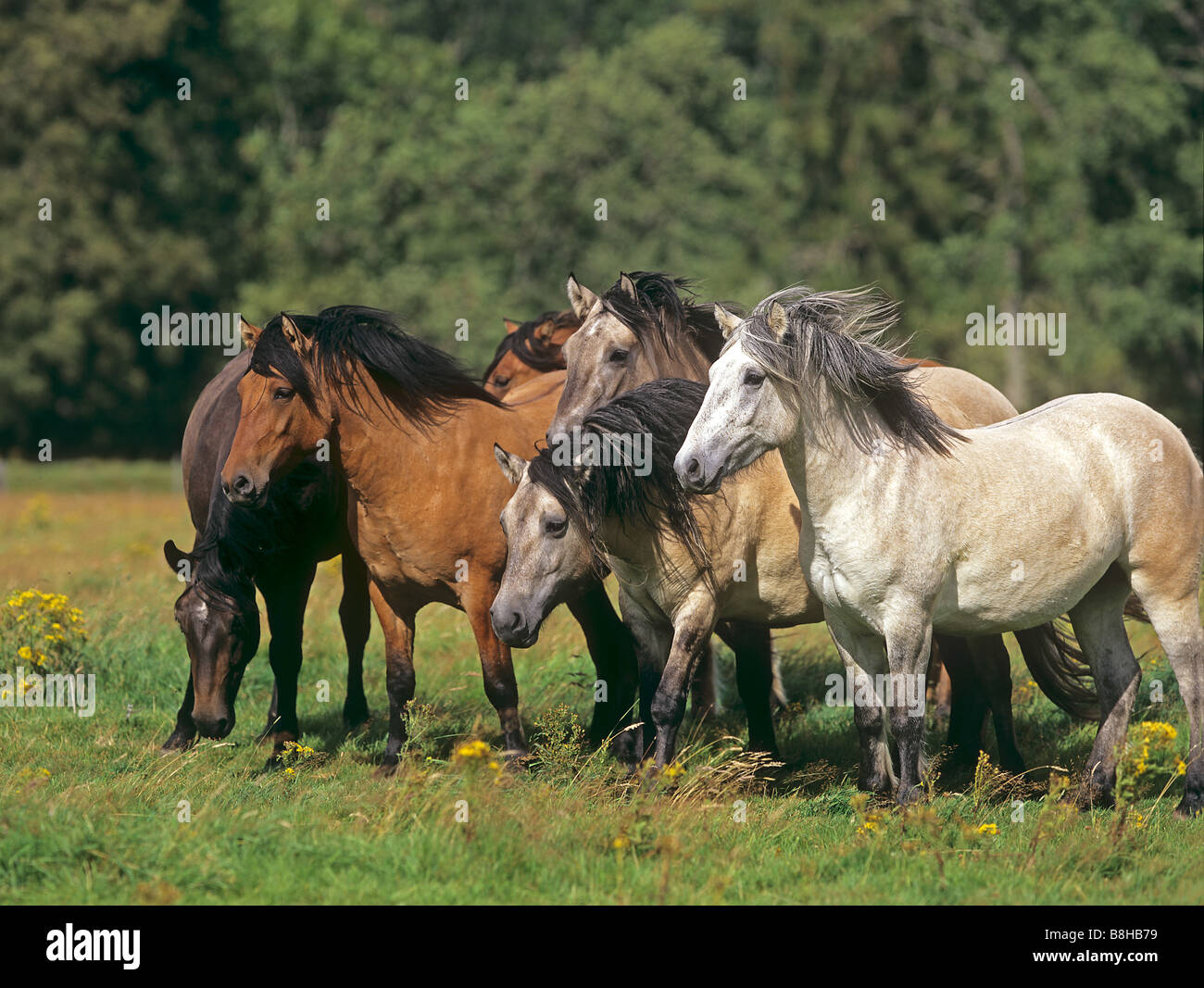 Highland Garrons on meadow Stock Photo - Alamy