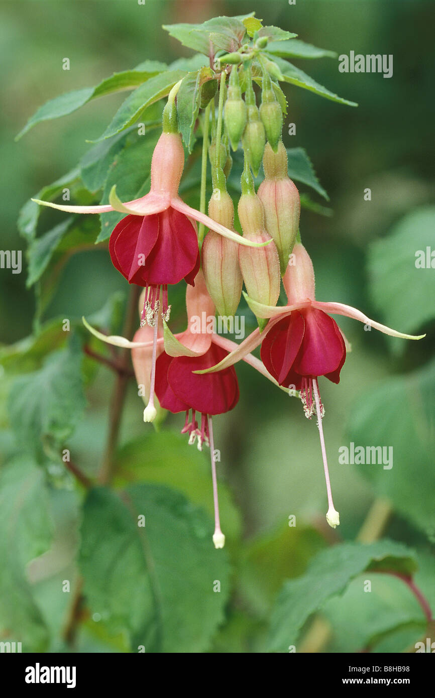 Fuchsia (Fuchsia sp.), variety: Laura, flowering Stock Photo - Alamy