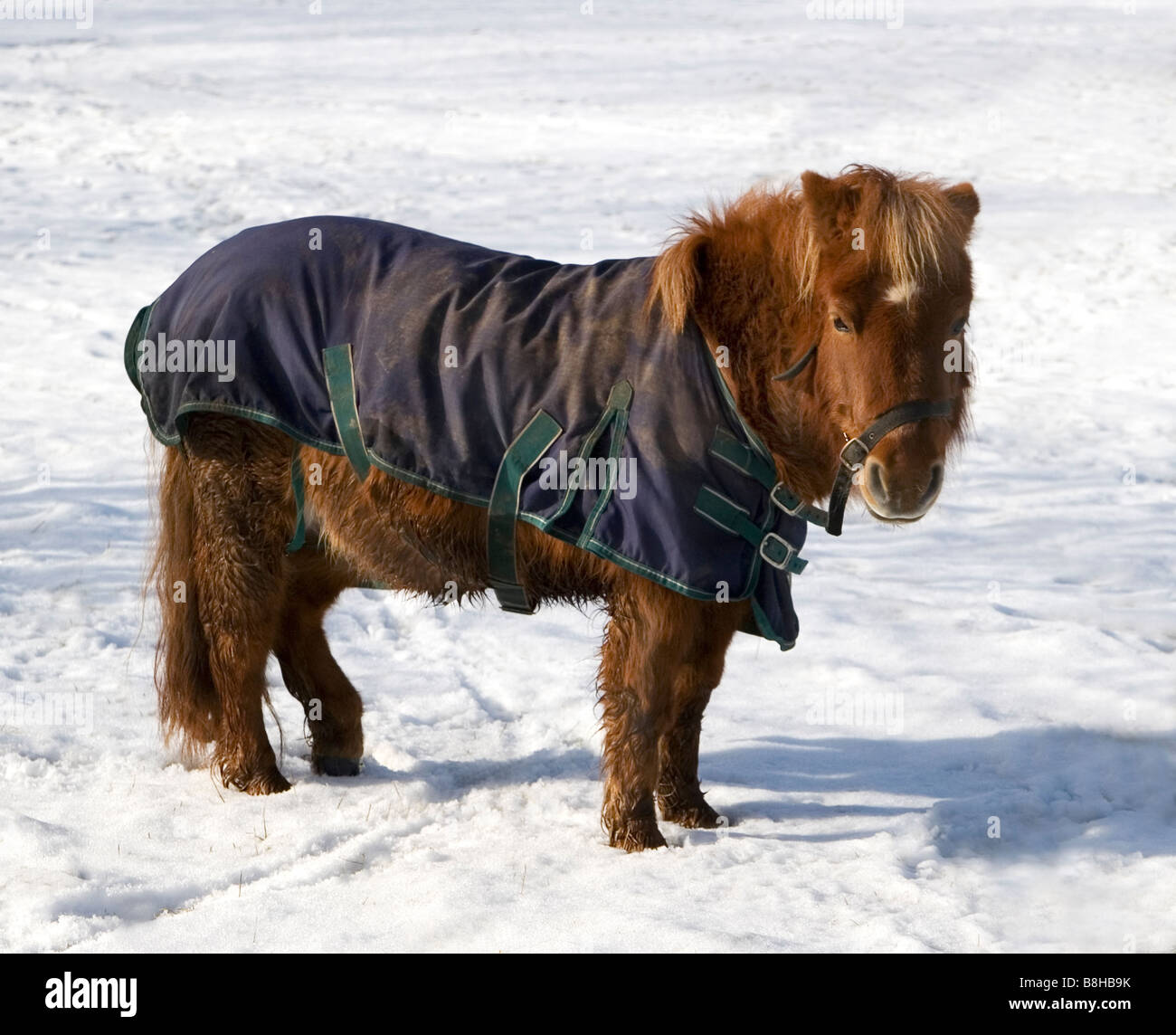 Pony snow cute hi-res stock photography and images - Alamy