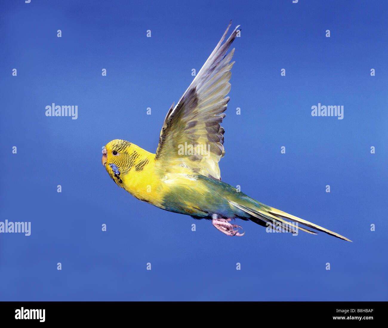 Green Parakeets Flying High Resolution Stock Photography and Images - Alamy