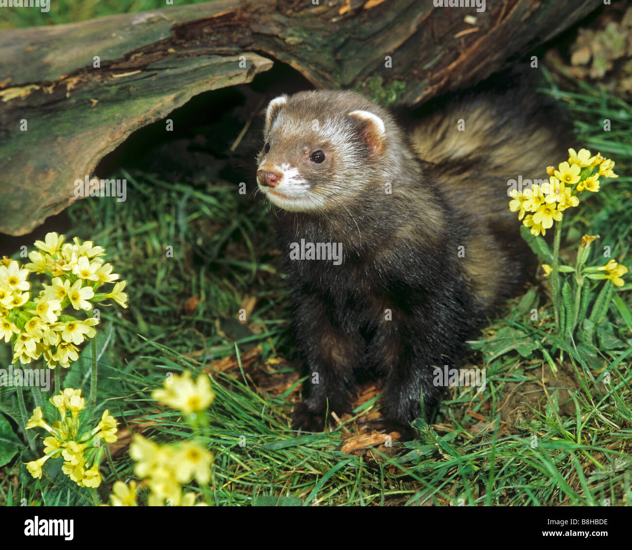 European Polecat on meadow / Mustela putorius Stock Photo - Alamy