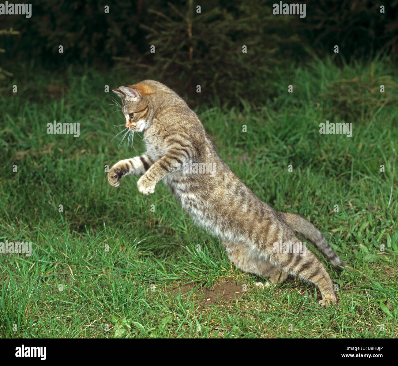 domestic cat - jumping Stock Photo - Alamy