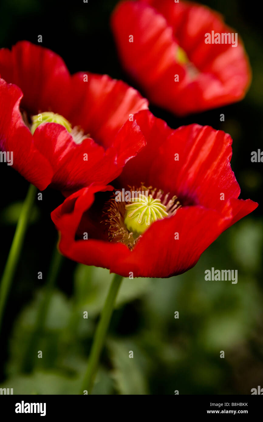 Papaver rhoeas wild red hi-res stock photography and images - Alamy