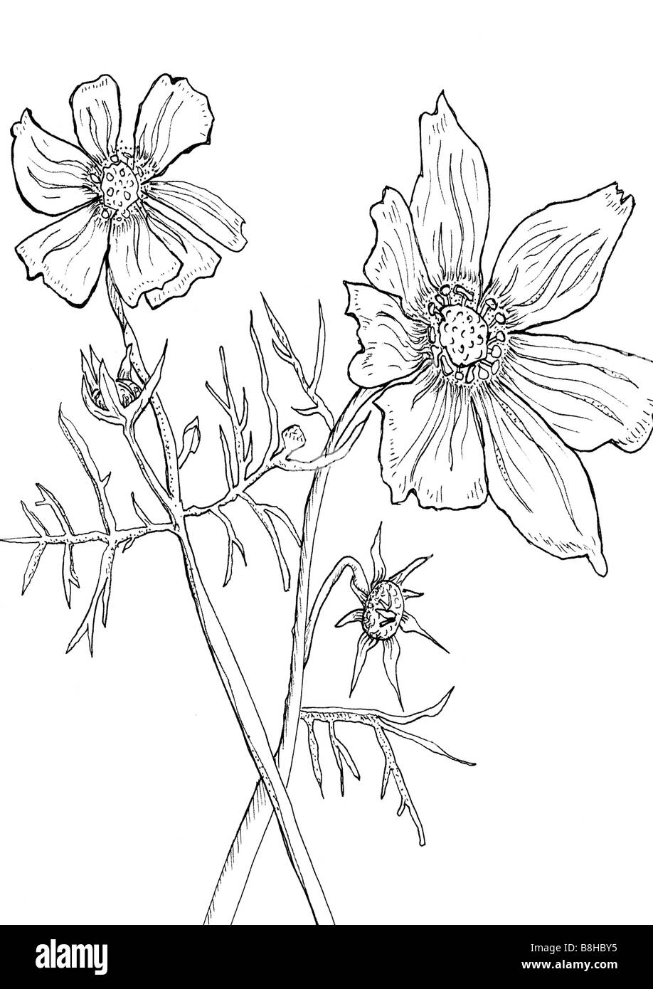 Line drawing hi-res stock photography and images - Alamy