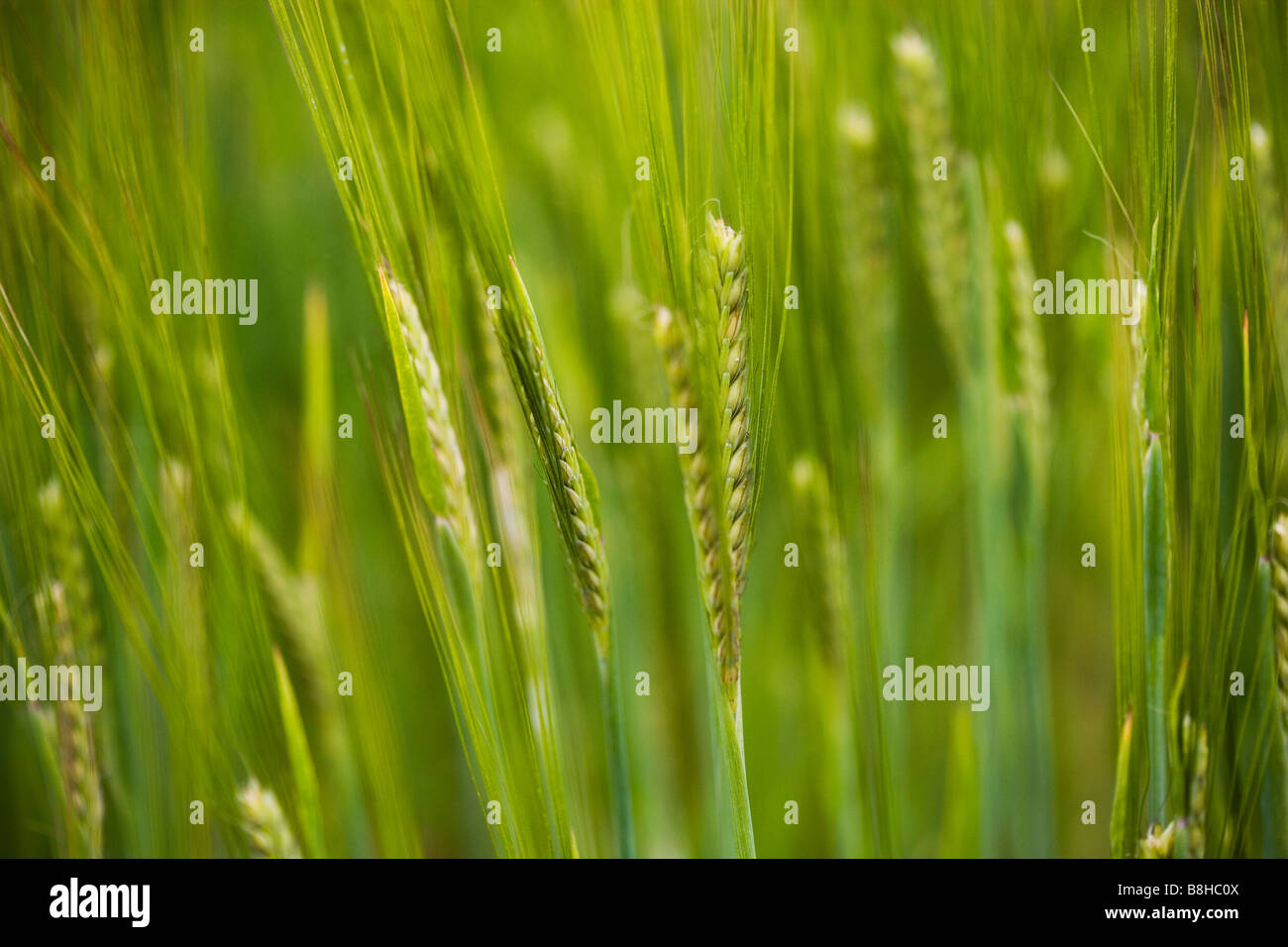Close up shot of Barley Stock Photo - Alamy