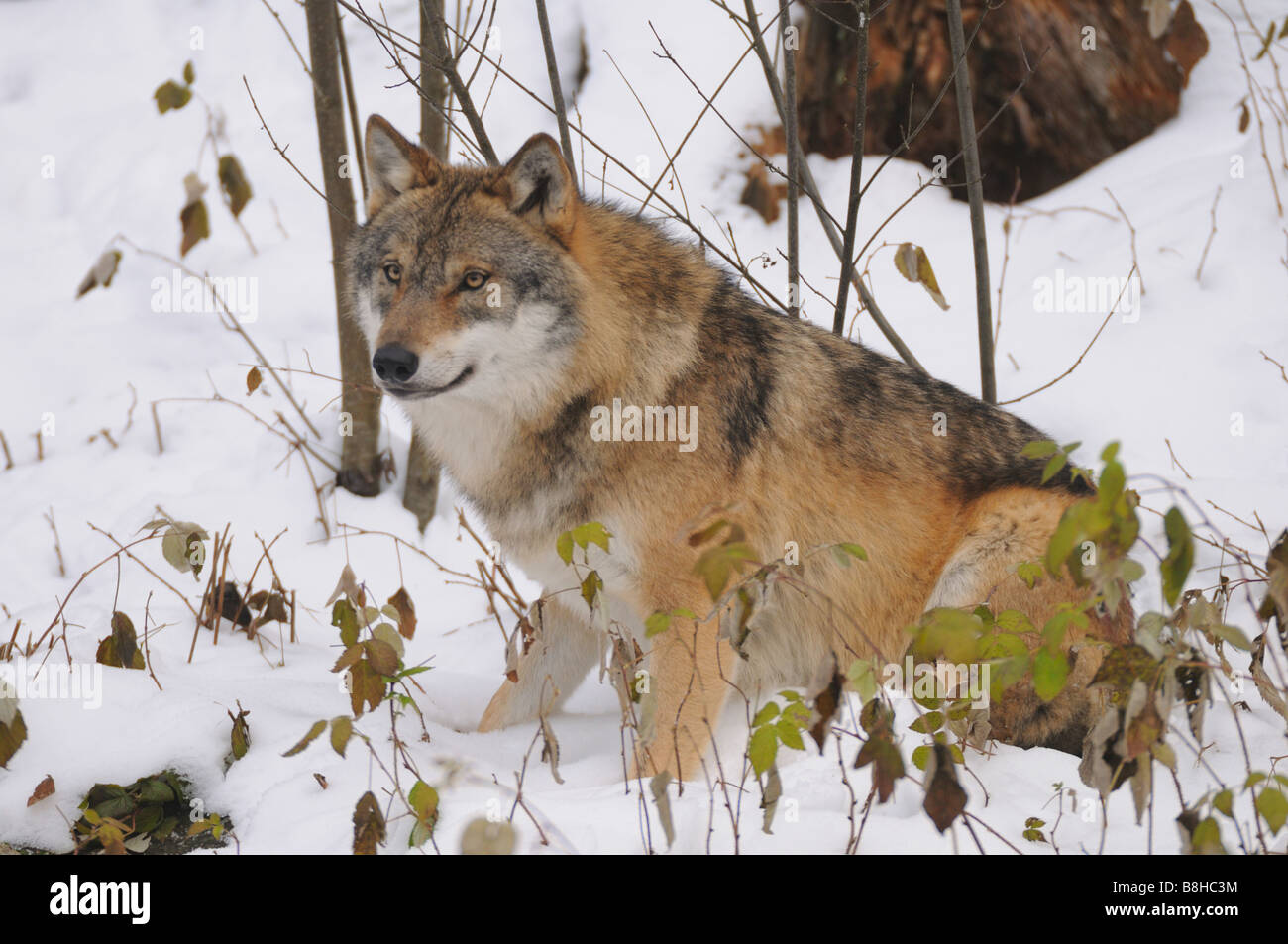 Wild grey wolf sitting snow hi-res stock photography and images - Alamy