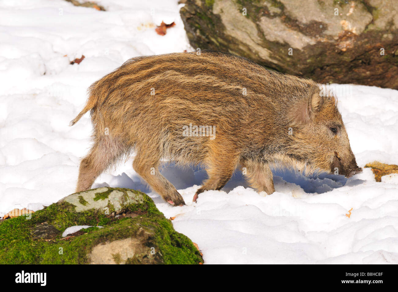 wild boar - shoat walking in the snow / Sus scrofa Stock Photo - Alamy