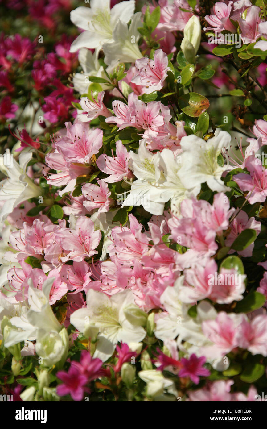Close up view of pink and white azalea shrubs Stock Photo - Alamy