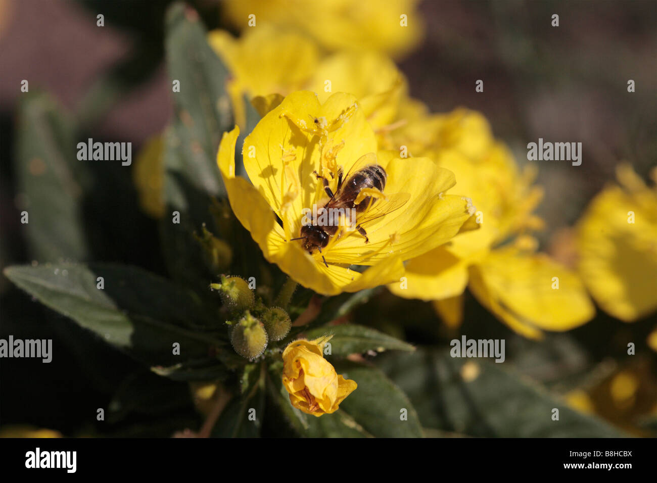 Exploring bee hi-res stock photography and images - Alamy