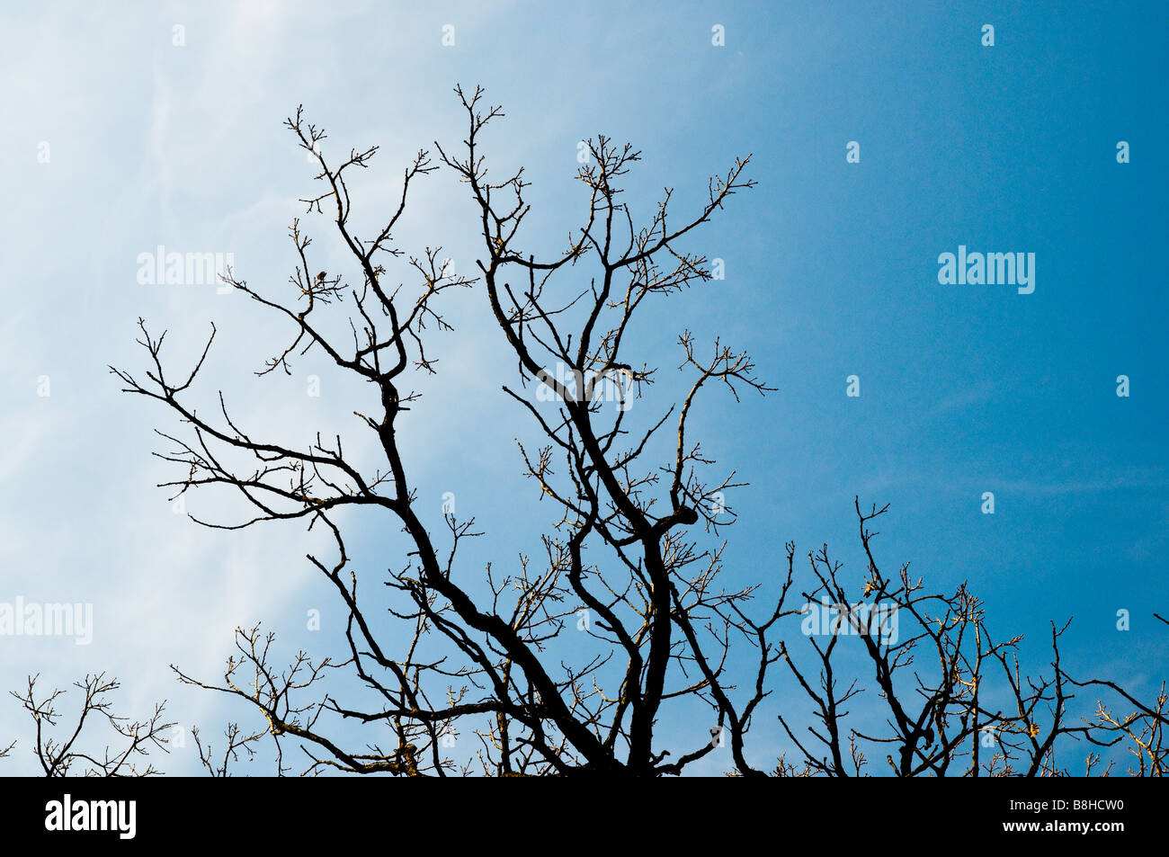 Barren Oak Tree Branches Stock Photo - Alamy