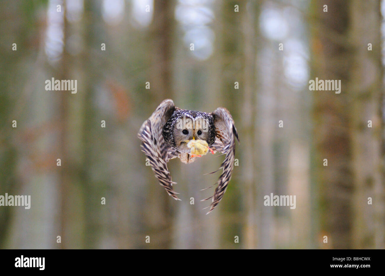 Ural Owl - flying with prey / Strix uralensis Stock Photo - Alamy