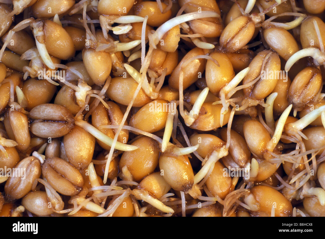 Wheat (Triticum aestivum), germinating grains seen from above Stock ...