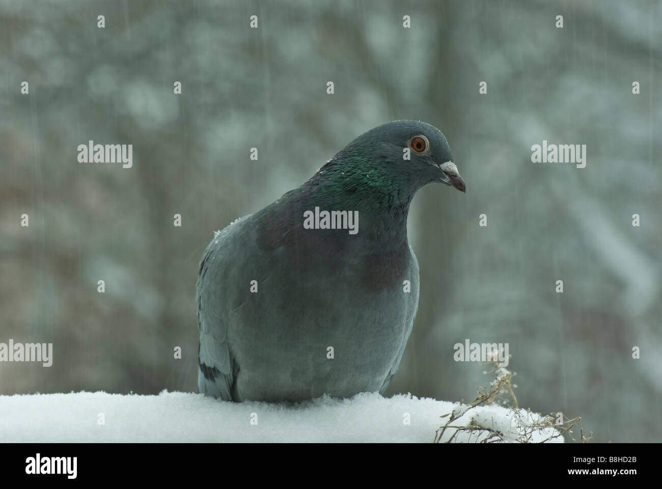 Rock Pigeon in the snow Stock Photo - Alamy