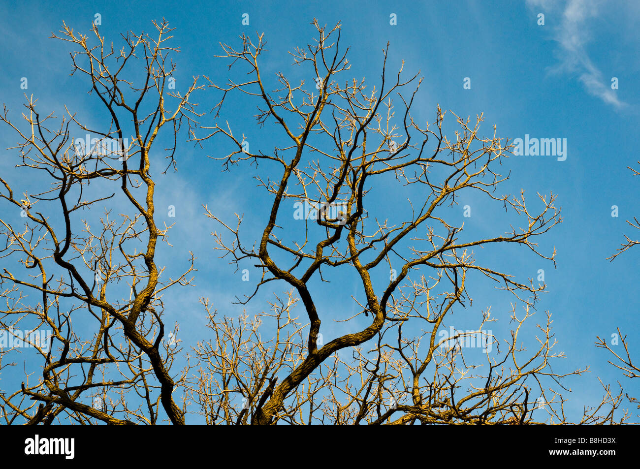 Barren Oak Tree Branches Stock Photo - Alamy