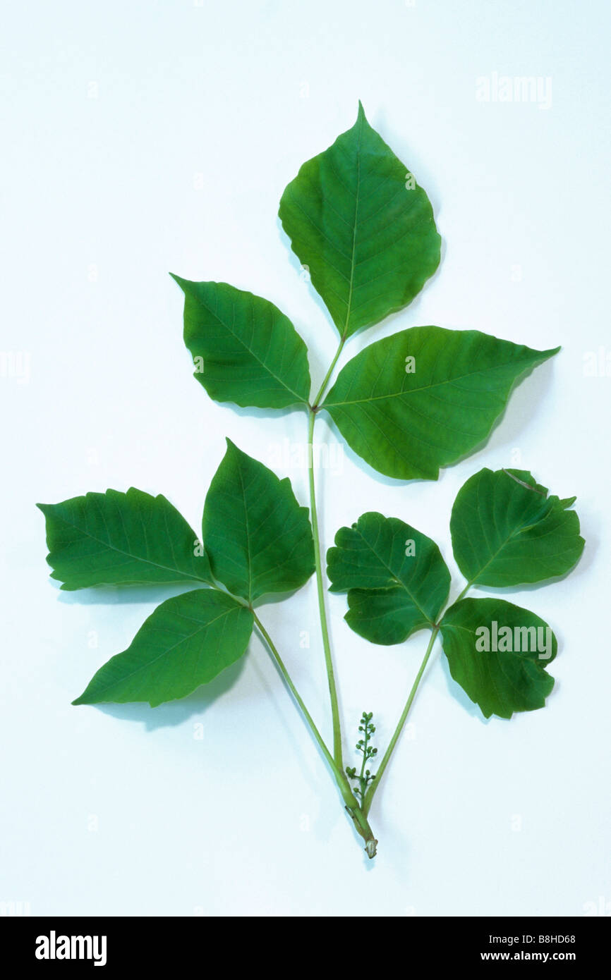 Poison Ivy (Toxicodendron radicans, Rhus toxicodendron), twig, studio ...