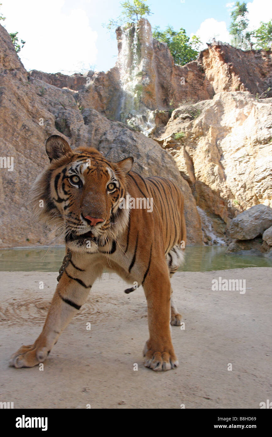 Tiger temple hi-res stock photography and images - Alamy